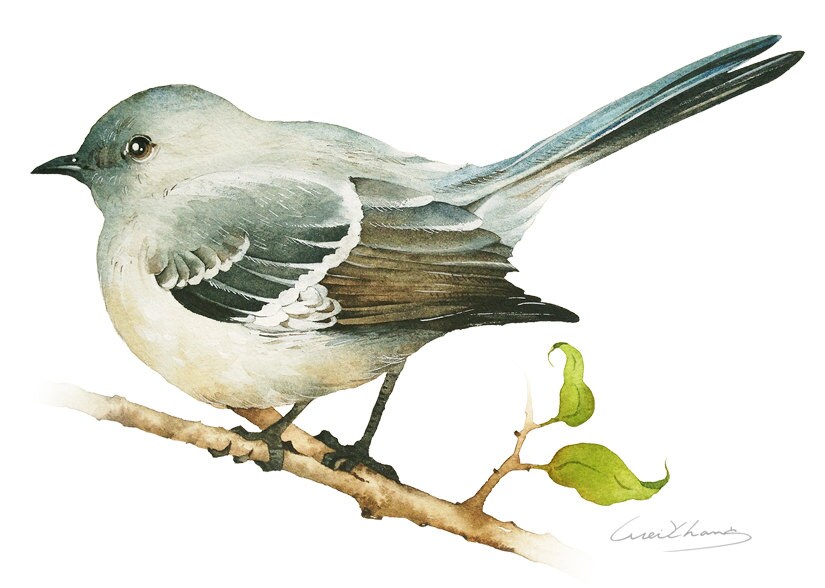 Mockingbird Painting - Watercolor Mockingbird - 5 by 7 Print ...