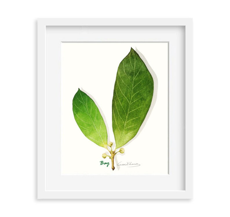 Bay Leaf Print, 8X10 Herb Watercolor Print, Kitchen Art, Herb ...