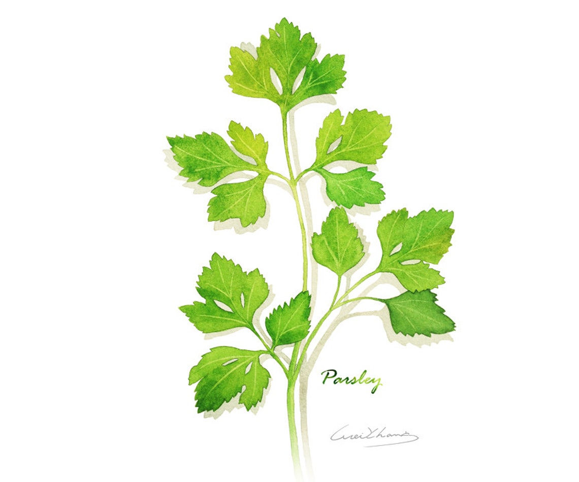 Parsley Print, 5X7 Herb Watercolor Print, Kitchen Art, Herb ...