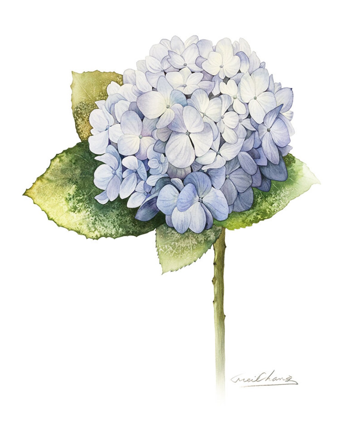 Hydrangea Flower Art Print, 5X7 Floral Watercolor Art Print, Plants ...