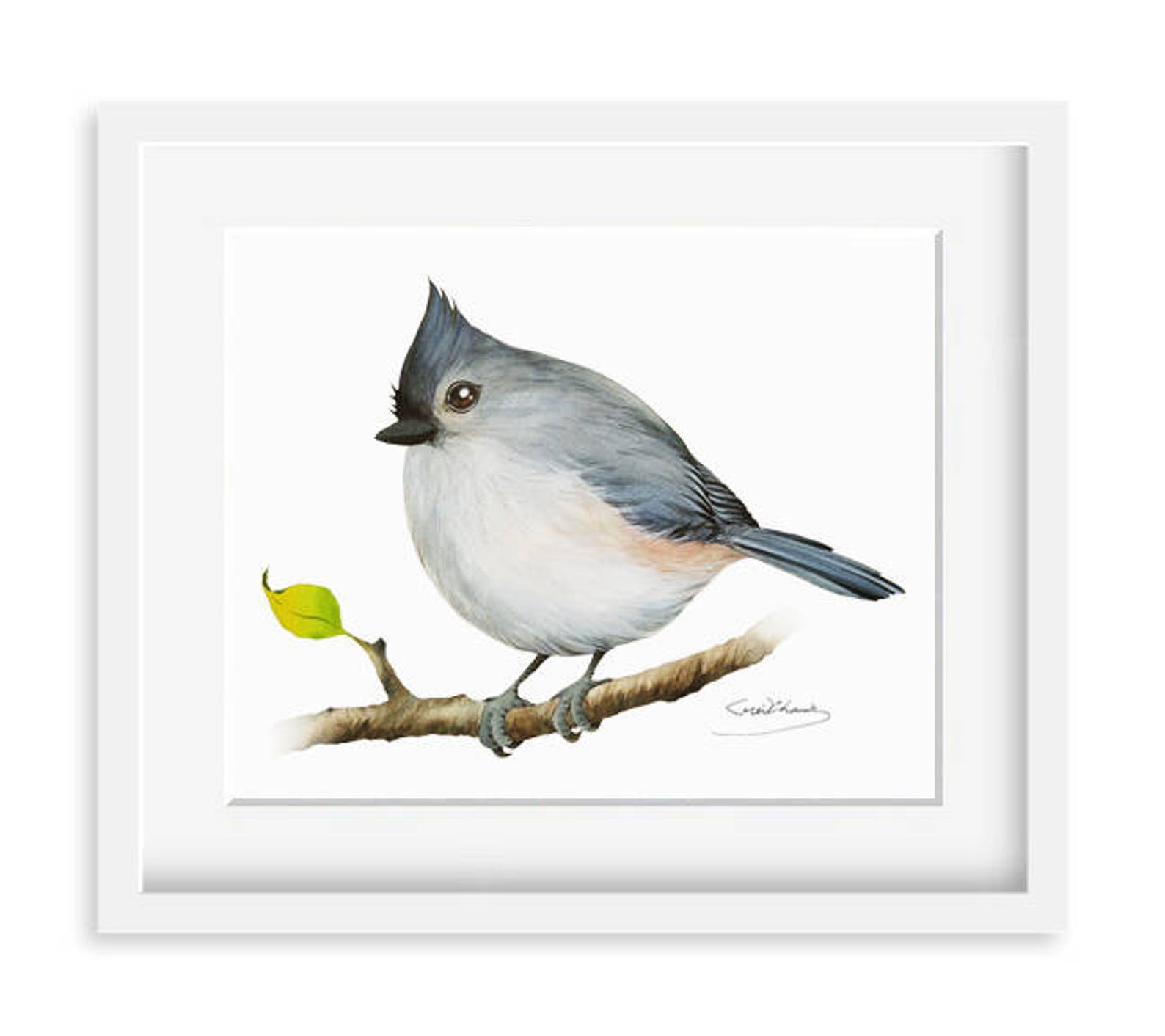 Tufted Titmouse Painting - Watercolor Tufted Titmouse - 8 X 10 Print ...