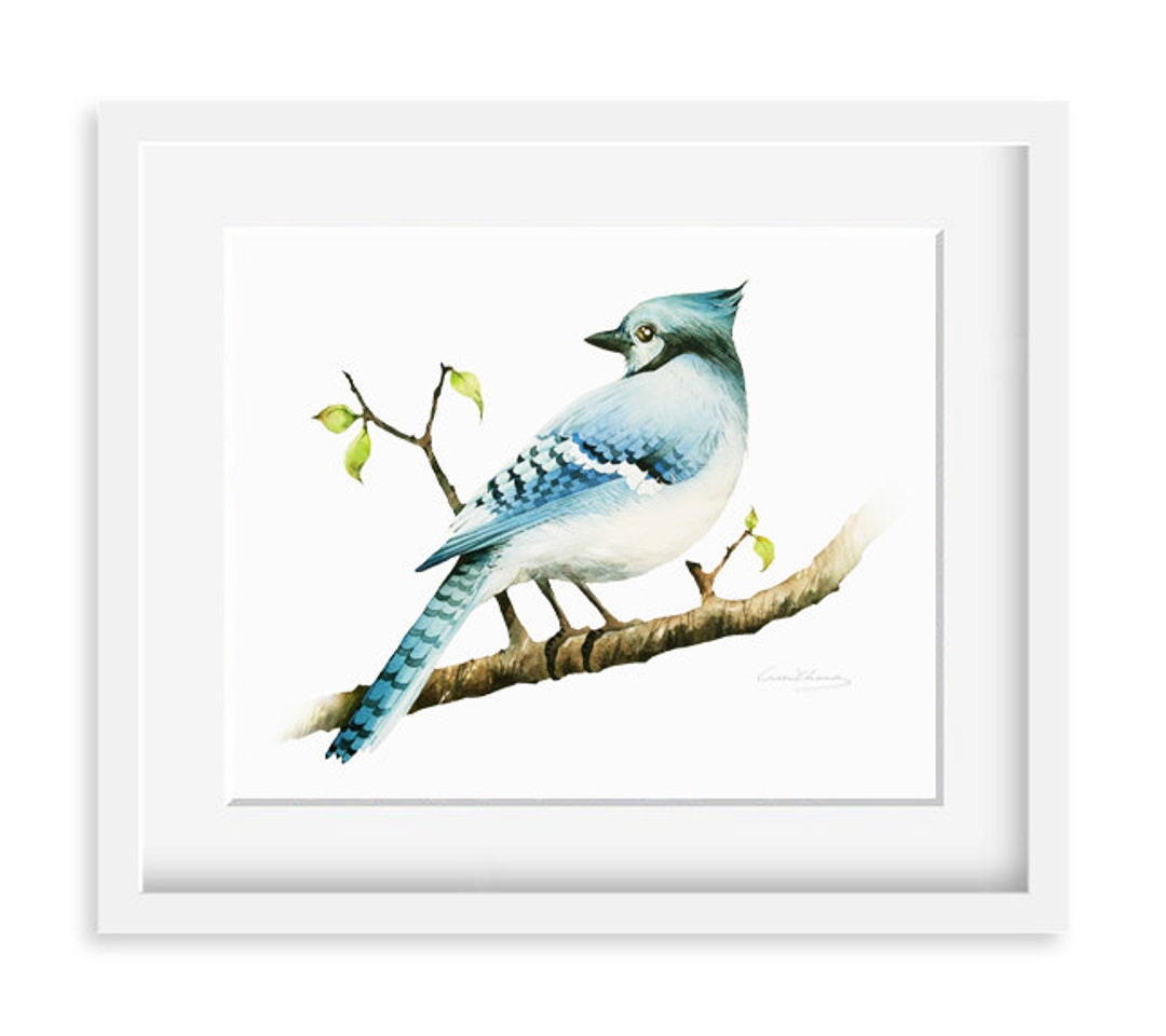 Blue Jay Painting - Watercolor Blue Jay - 8 by 10 Print - Watercolor ...
