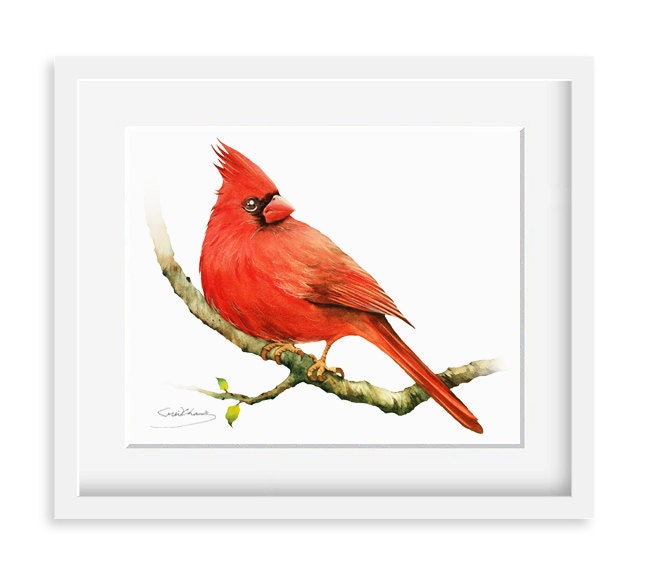 Cardinal Painting - Watercolor Cardinal - 8 X 10 Print - Watercolor ...