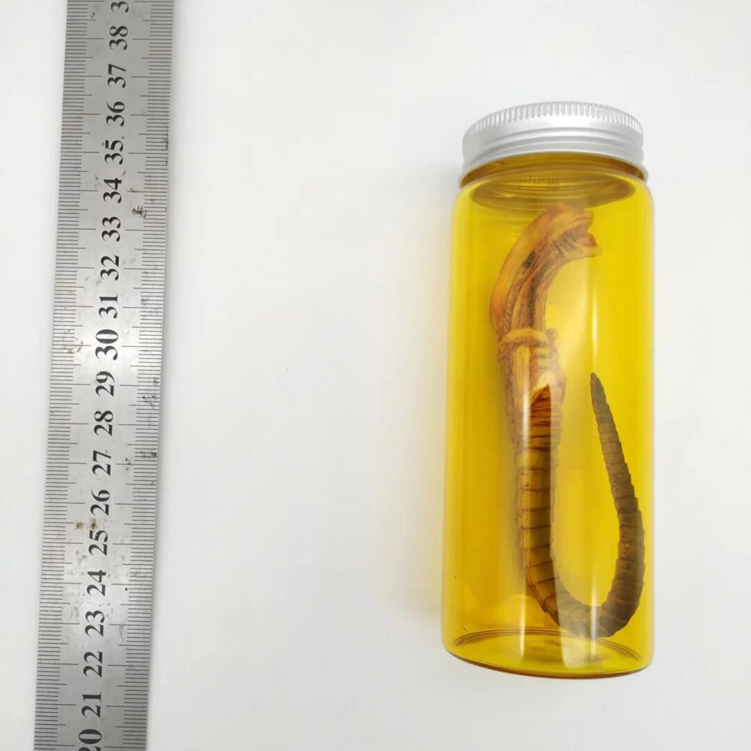 Collect 1/6 Alien Chestburster Facehugger Model Iron Blood Warrior ...