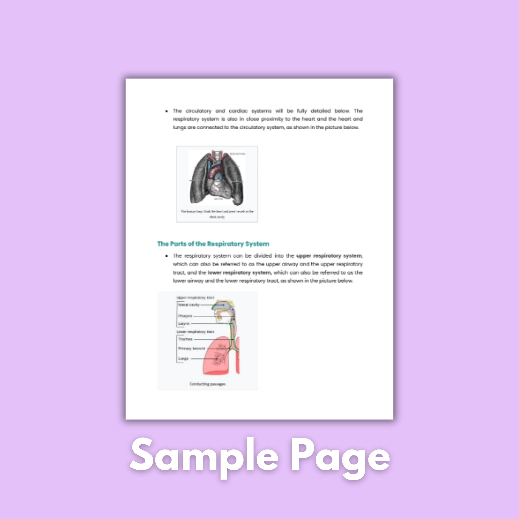 TEAS 7 Complete Bundle | 400+ Pages | TEAS Notes | Study Notes - Etsy TEAS 7 Complete Bundle | 400+ Pages | TEAS Notes | Study Notes - Etsy