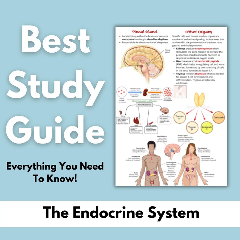7 Pages MCAT Biology Chapter 5 - the Endocrine System (study Notes ...