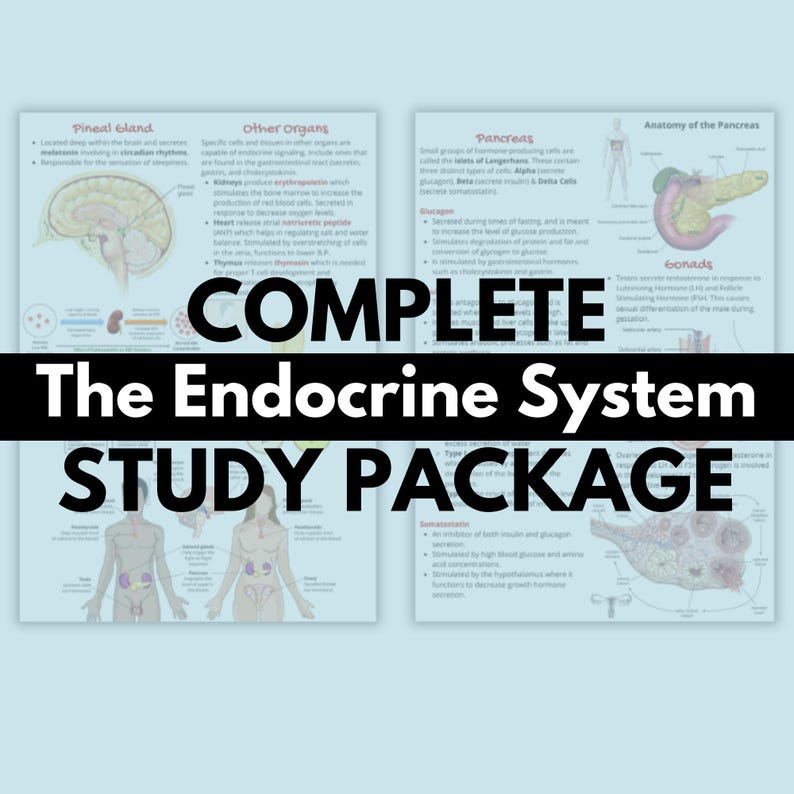7 Pages MCAT Biology Chapter 5 - the Endocrine System (study Notes ...