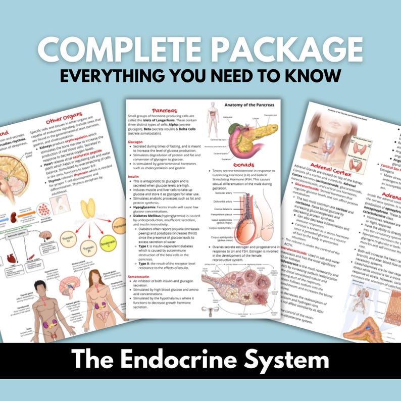 7 Pages MCAT Biology Chapter 5 - the Endocrine System (study Notes ...