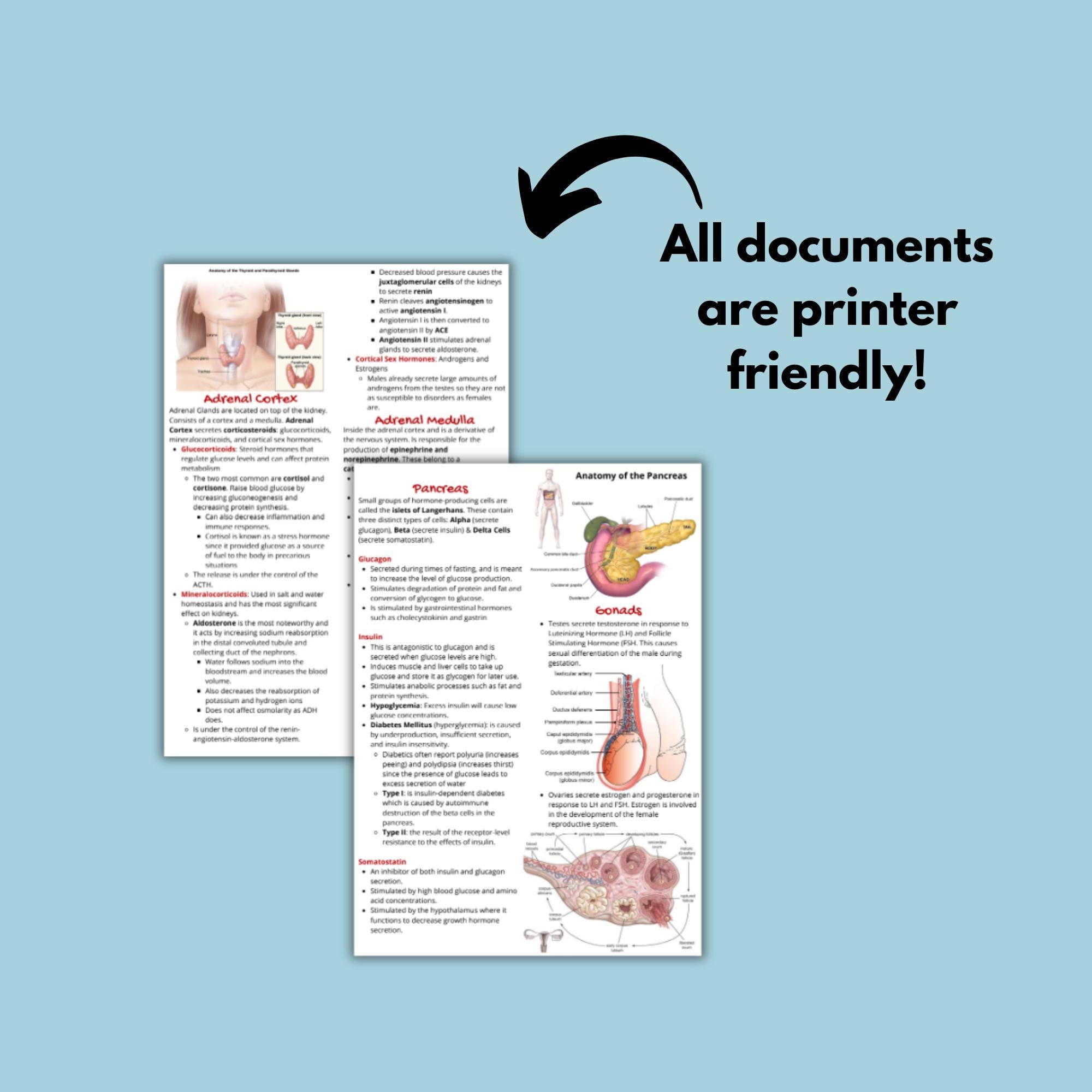 7 Pages MCAT Biology Chapter 5 - the Endocrine System (study Notes ...