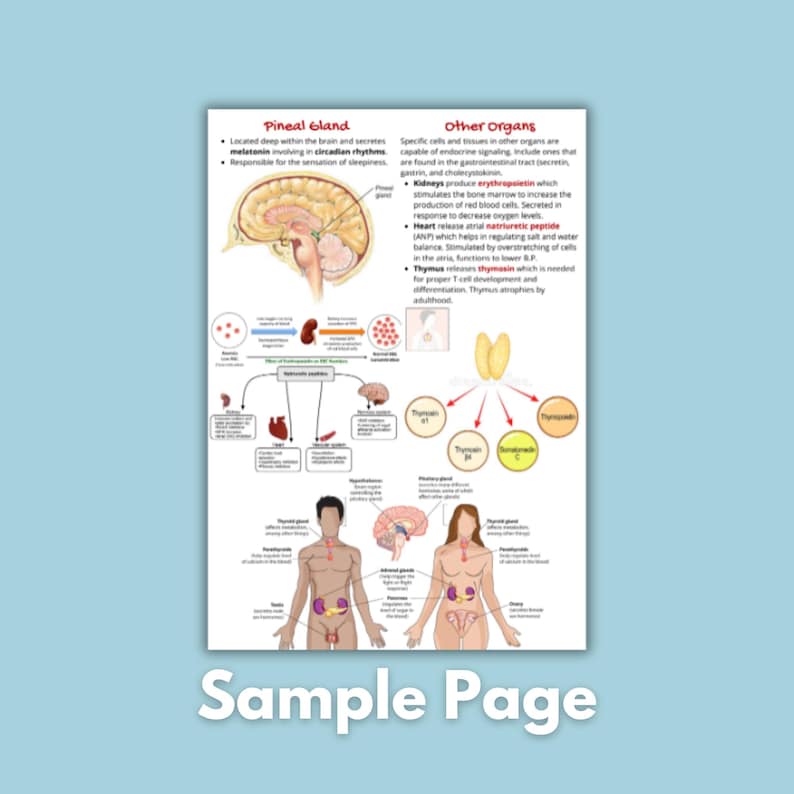 7 Pages MCAT Biology Chapter 5 - the Endocrine System (study Notes ...