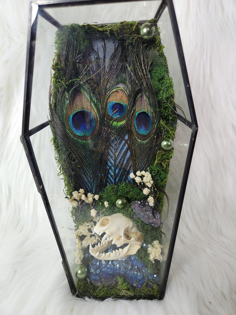 Skunk Skull in Coffin Glass Box - Etsy
