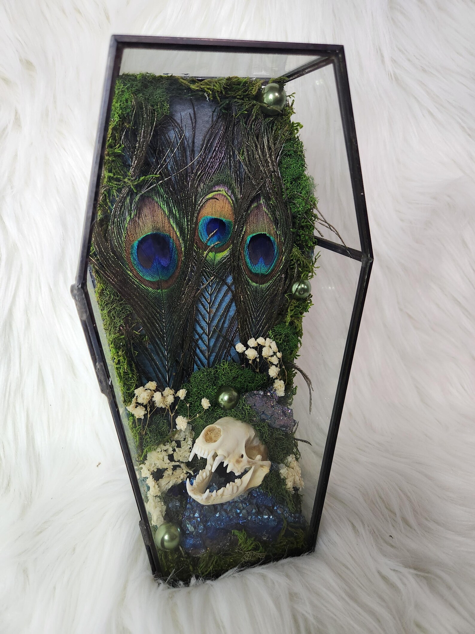 Skunk Skull in Coffin Glass Box - Etsy
