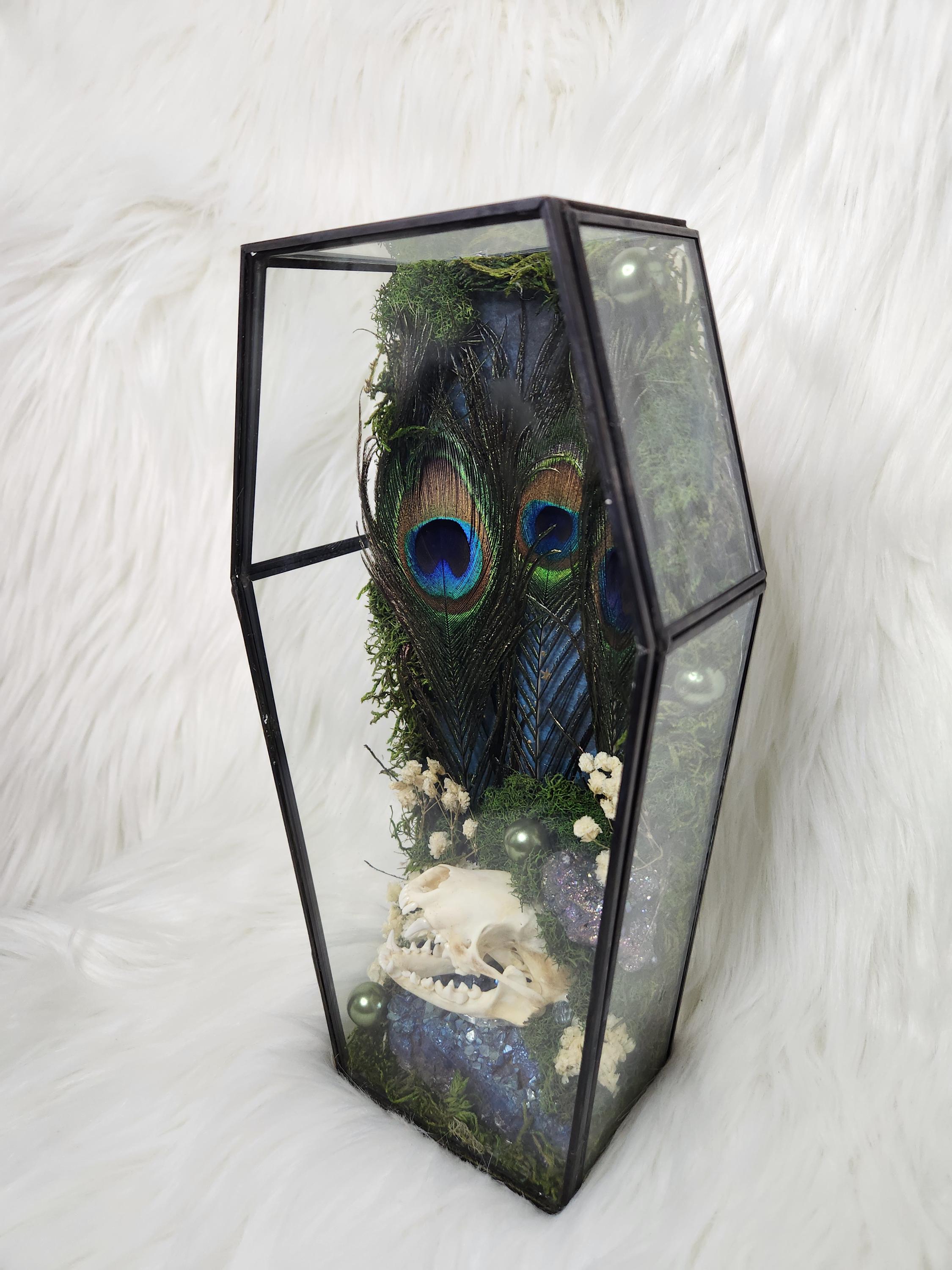 Skunk Skull in Coffin Glass Box - Etsy