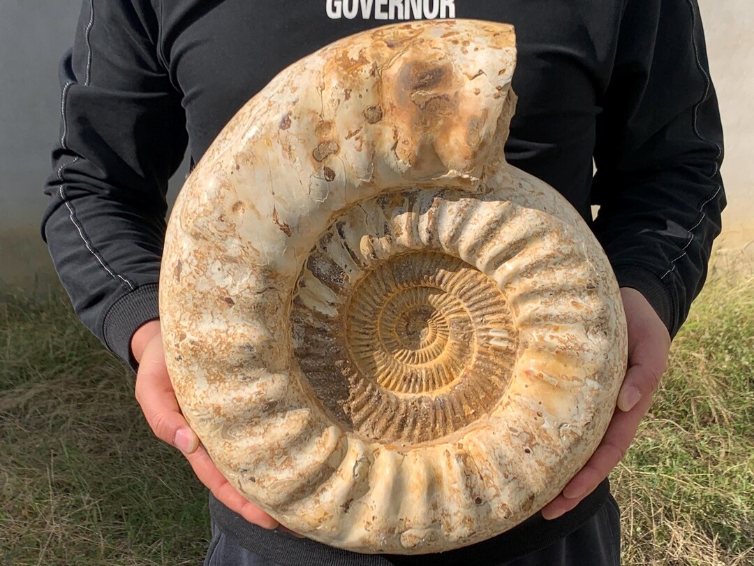 14.3'' 31.35LB+ Natural Ammonite Fossil,quartz Crystal Stone,hand ...