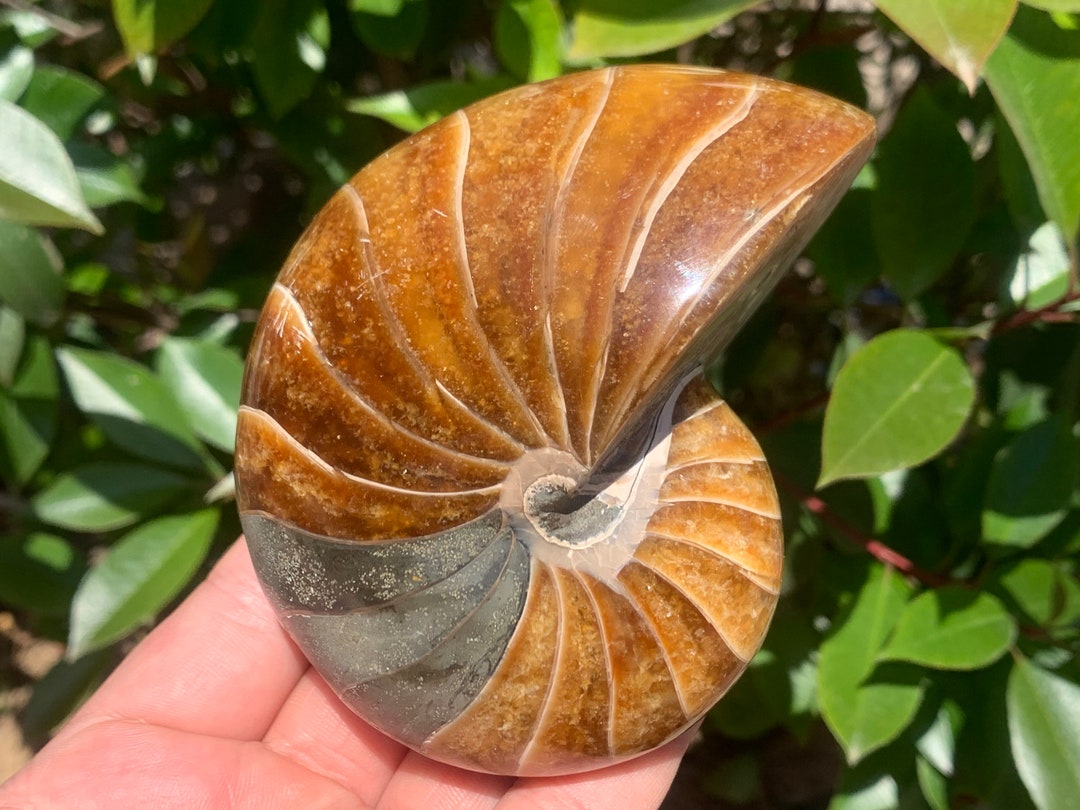 Natural Ammonite Fossil Conch,quartz Crystal,crystal Fossil,fossil ...