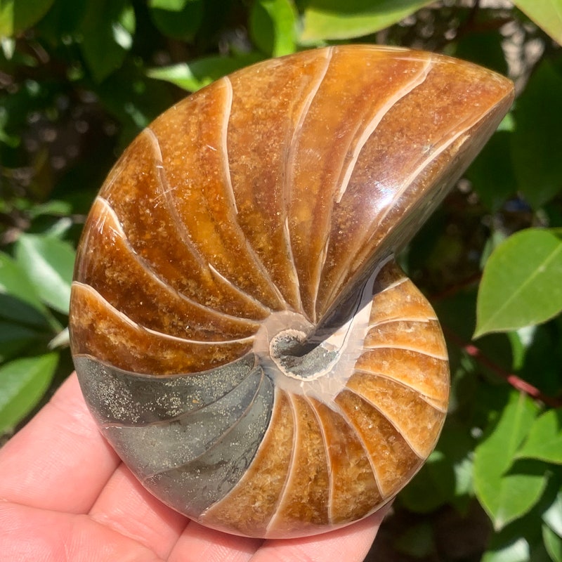Ammonite - Etsy