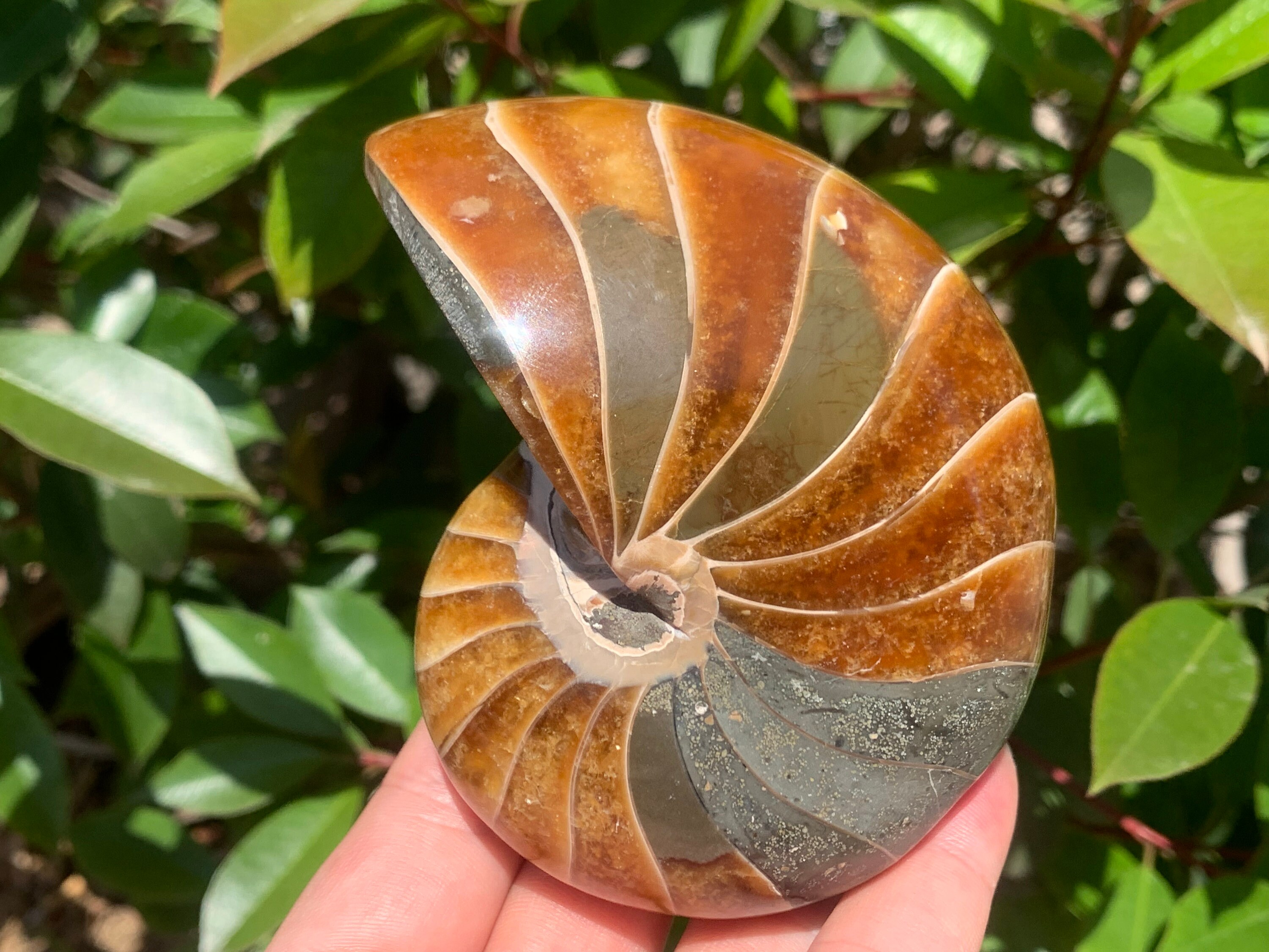 Natural Ammonite Fossil Conch,quartz Crystal,crystal Fossil,fossil ...