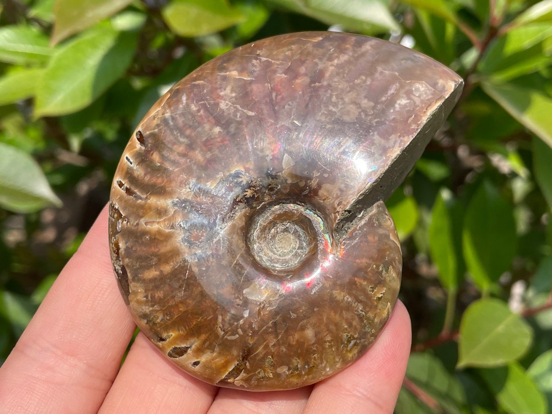 Natural Rainbow Ammonite Fossil Quartz,quartz Crystal,crystal Specimen ...