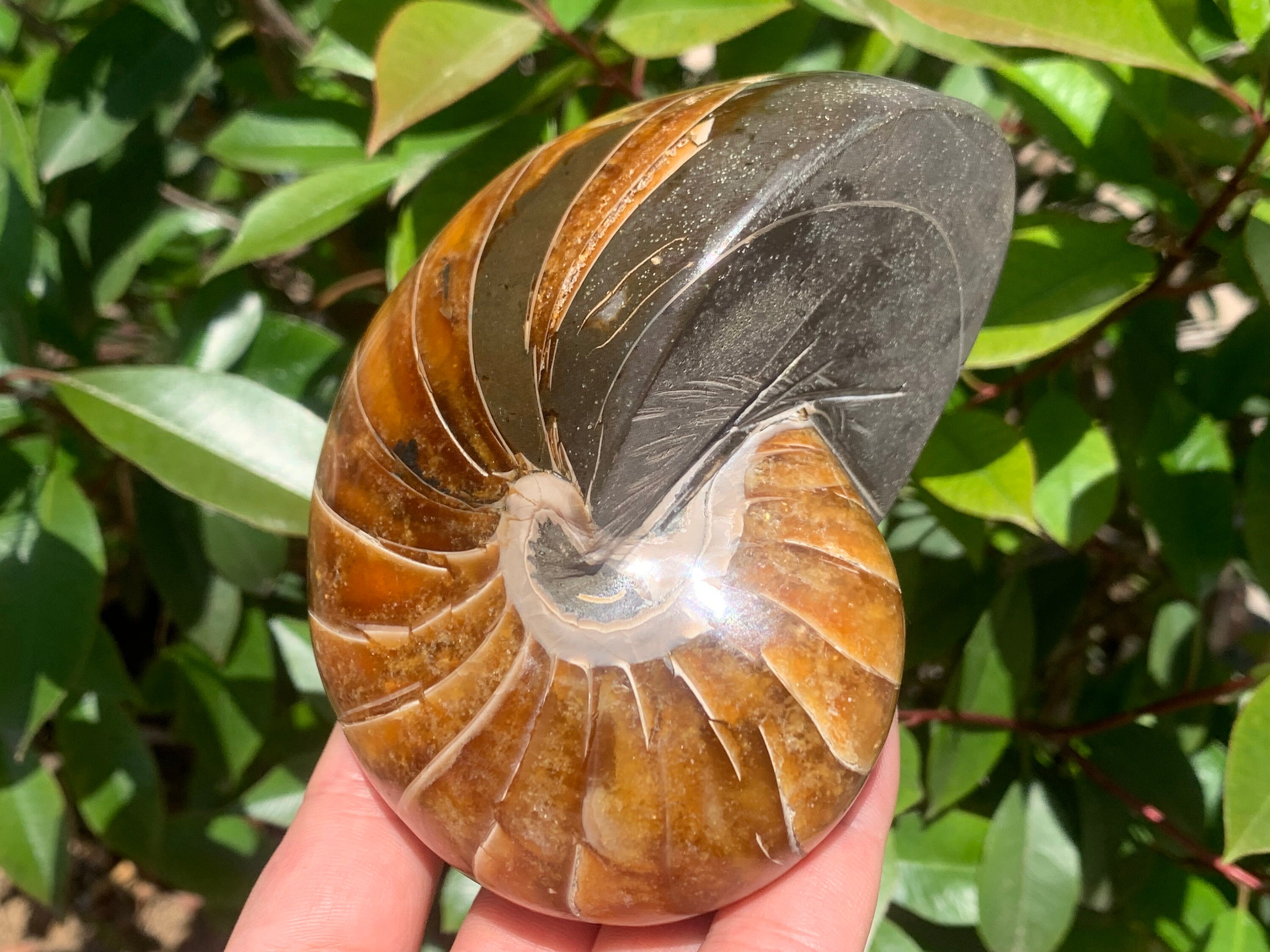 Natural Ammonite Fossil Conch,quartz Crystal,crystal Fossil,fossil ...