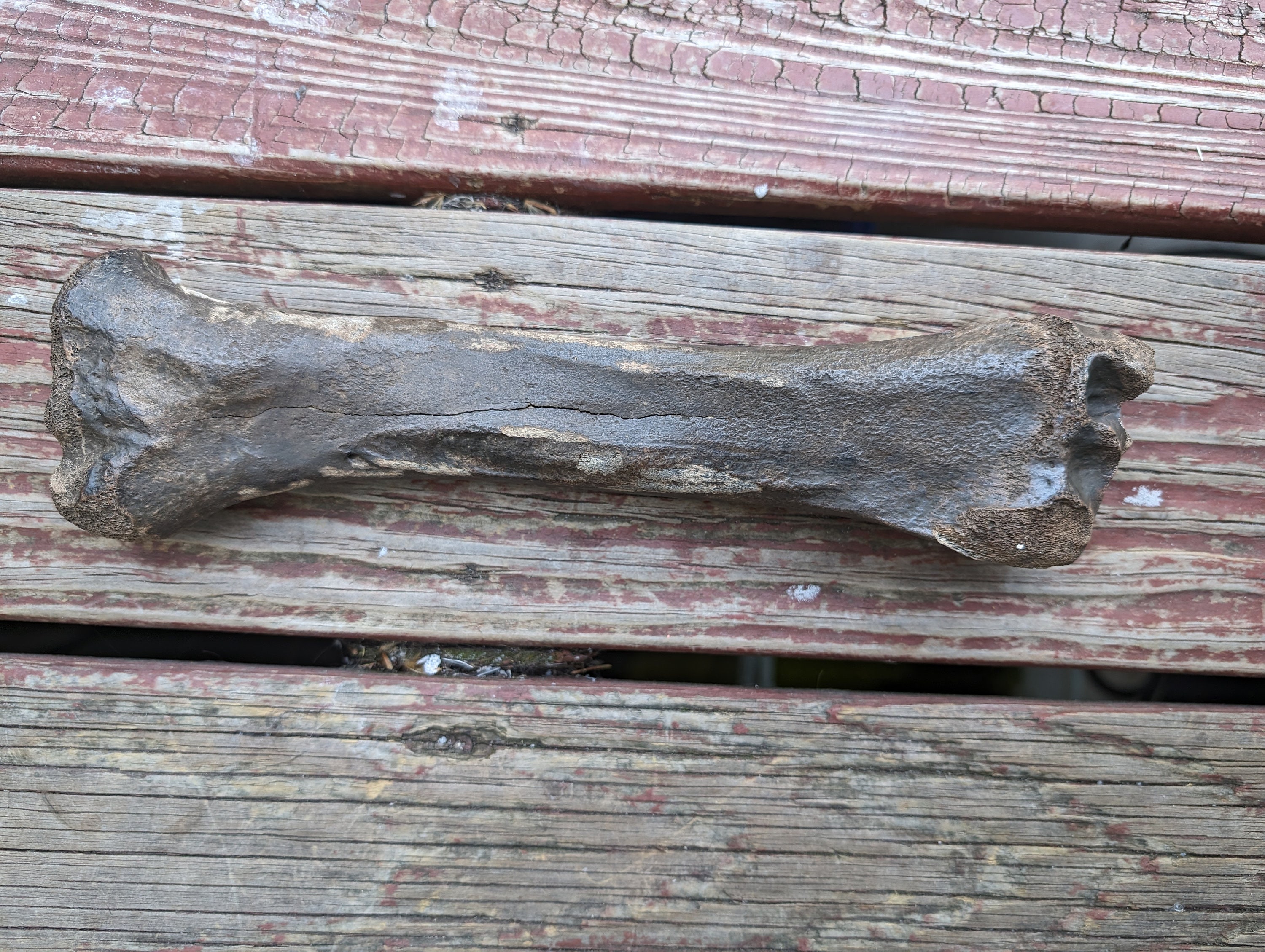 Fossil Pleistocene Bison Femur Bone Ice Age 10,000 to 18,000 Years Old ...