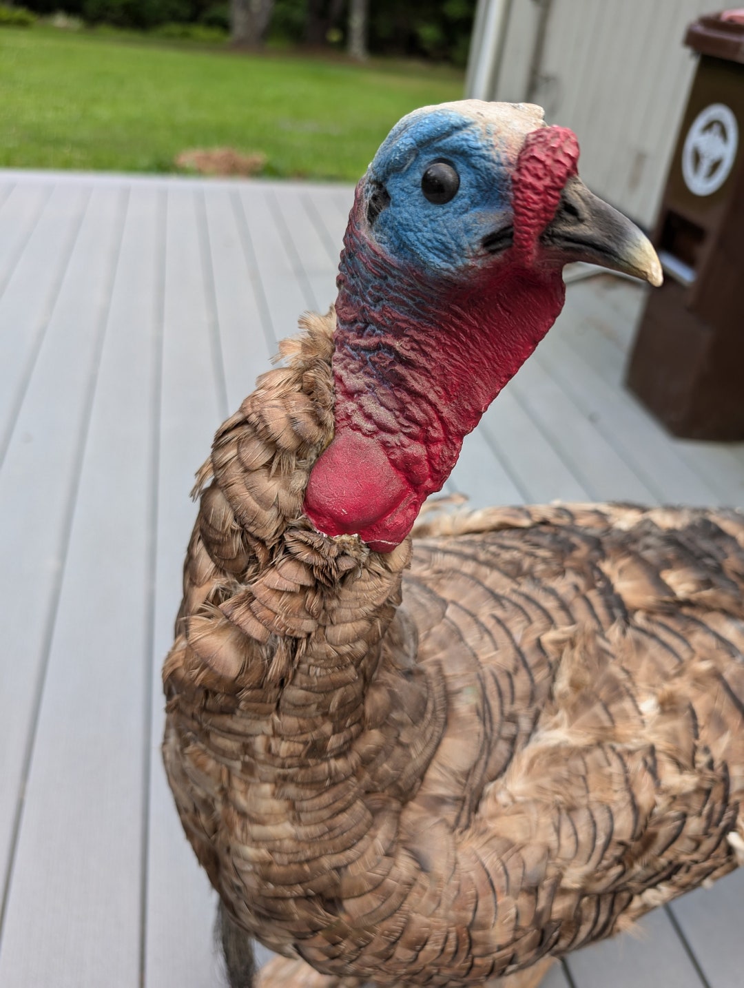 Vintage Taxidermy Turkey on Wood - Etsy