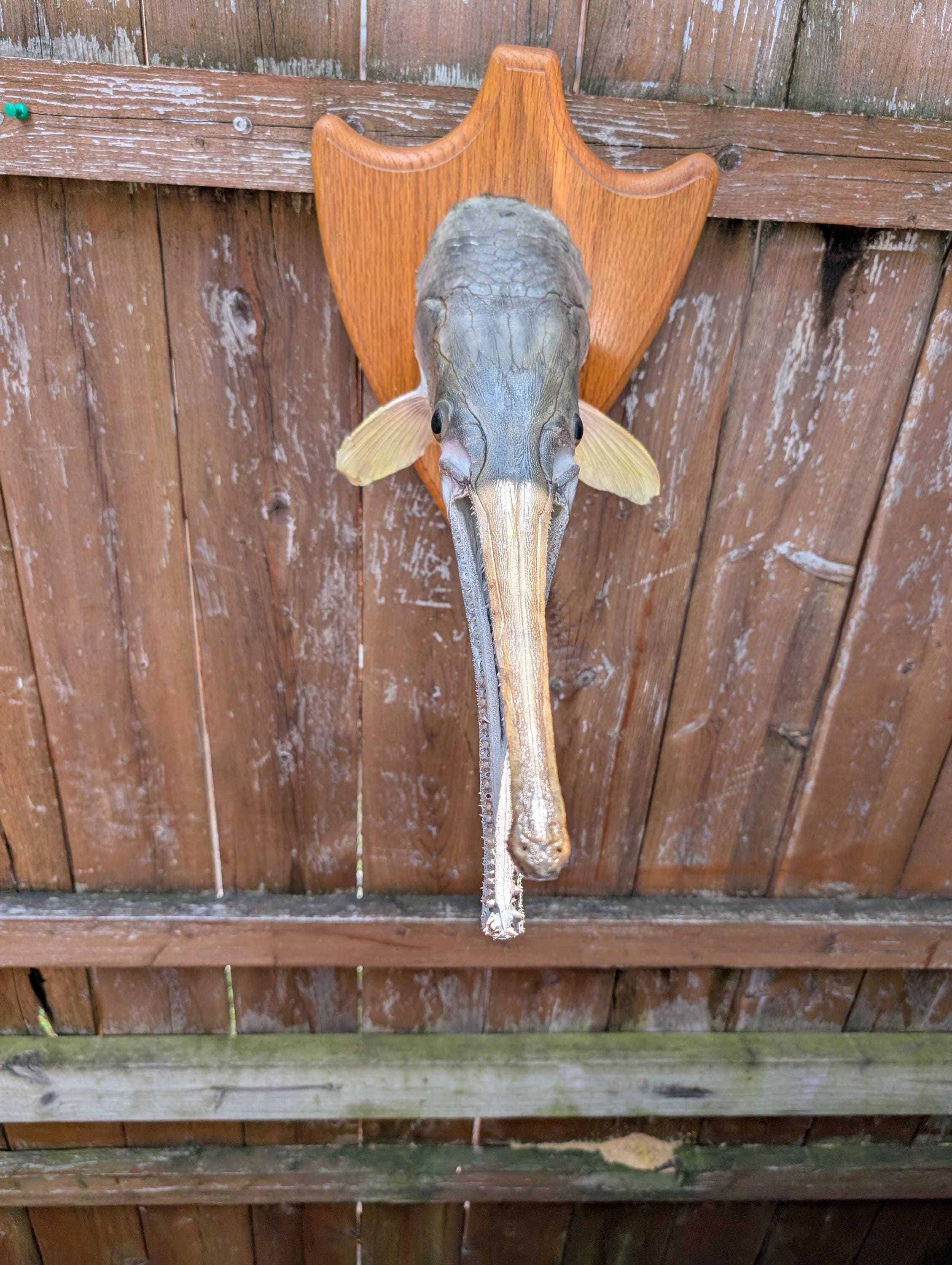 Vintage Taxidermy Alligator Gar Fish Head Real Skin Mount on a Wood ...
