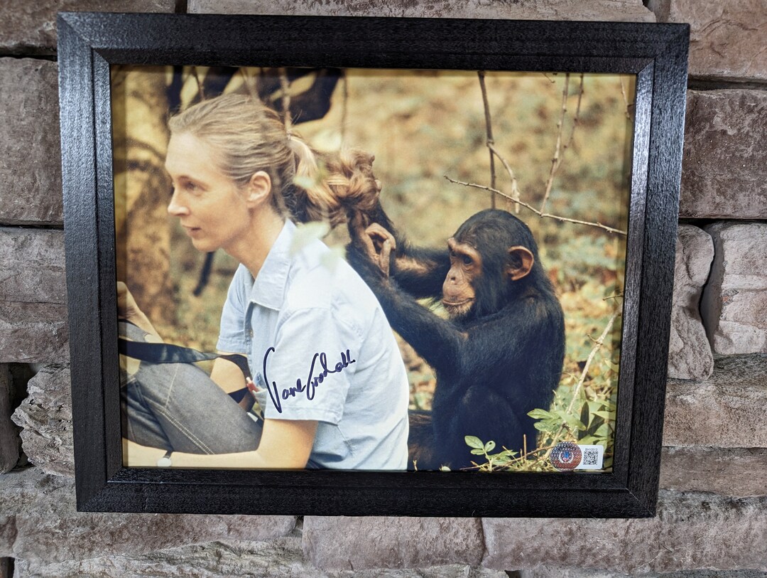 Autographed Jane Goodall 8x10 Inch Framed Photo With Certificate of ...