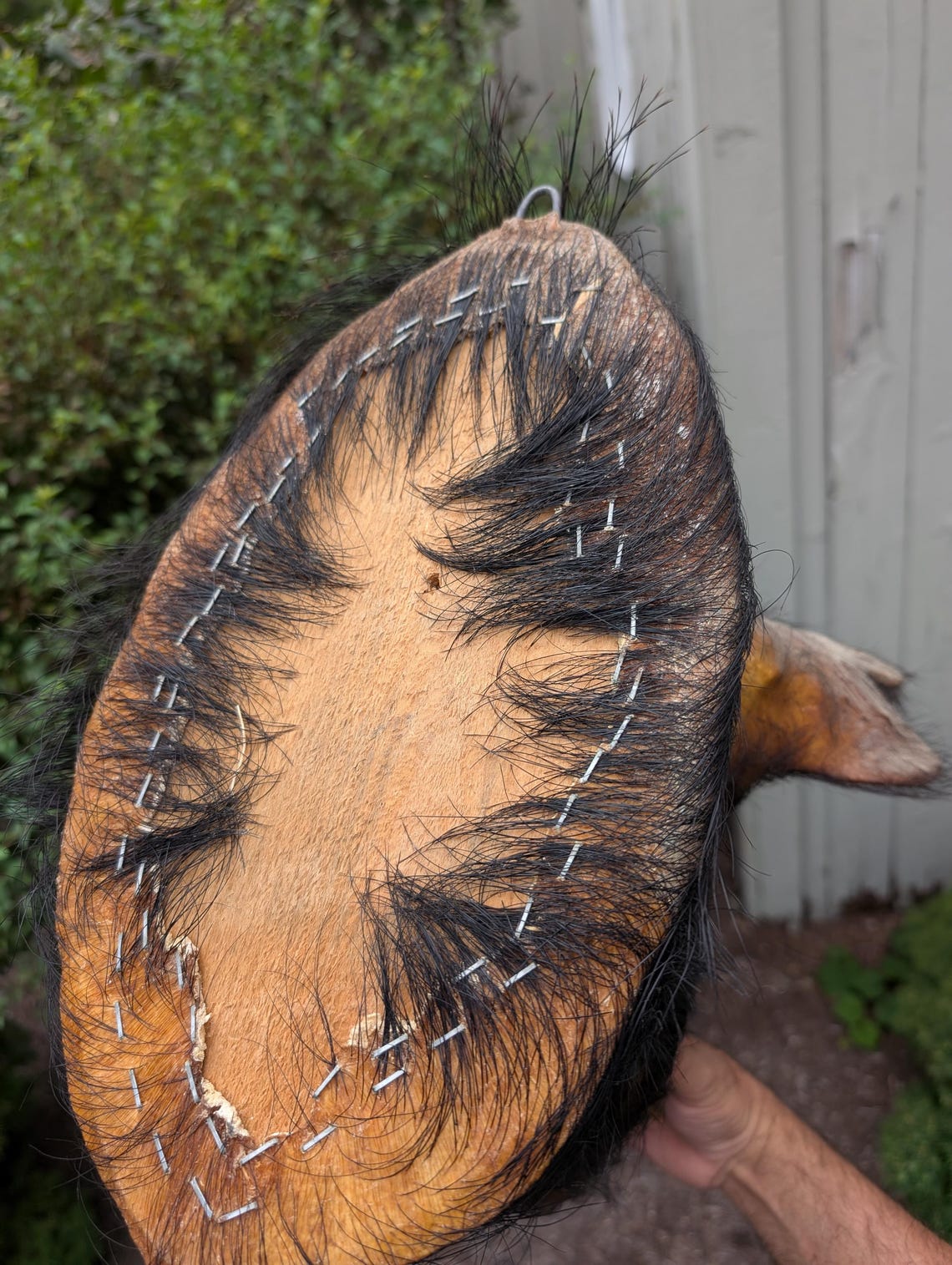 Vintage Taxidermy Wild Boar Head. - Etsy