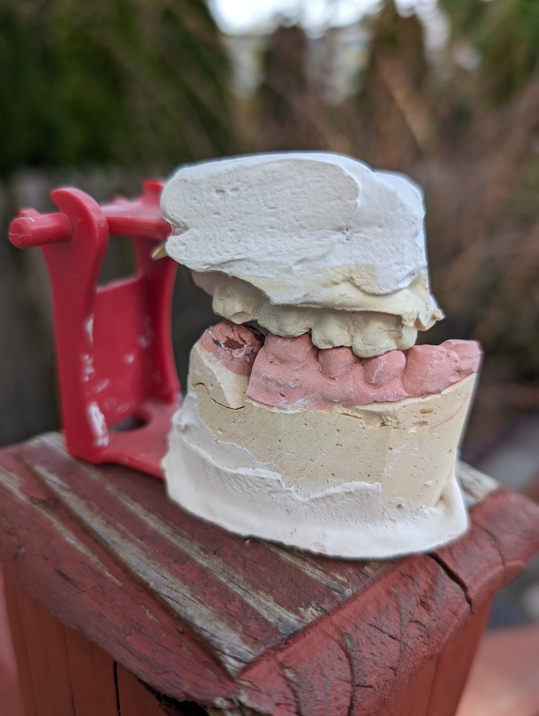 Vintage Dental Teeth Cast Medical Oddity. Dentist Tooth Impression Mold ...