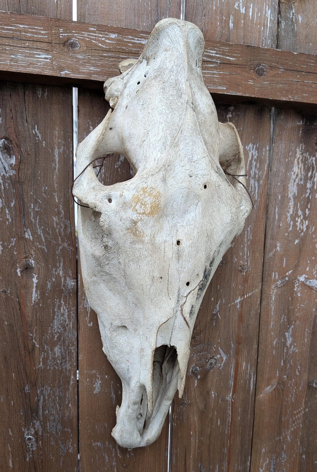 Vintage Horse Skull - Etsy