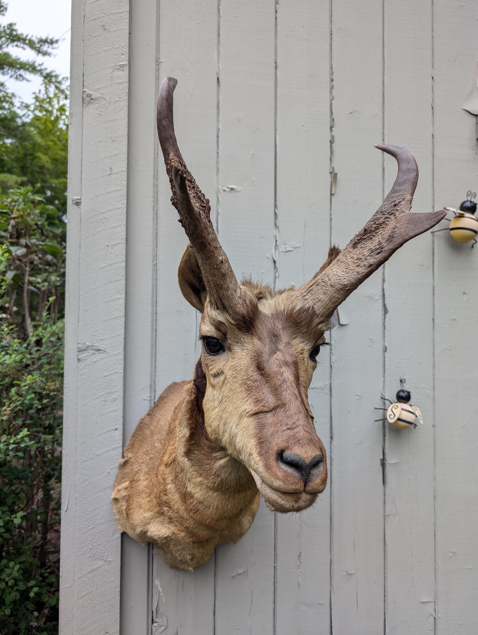 Vintage Taxidermy Pronghorn American Antelope Head. - Etsy