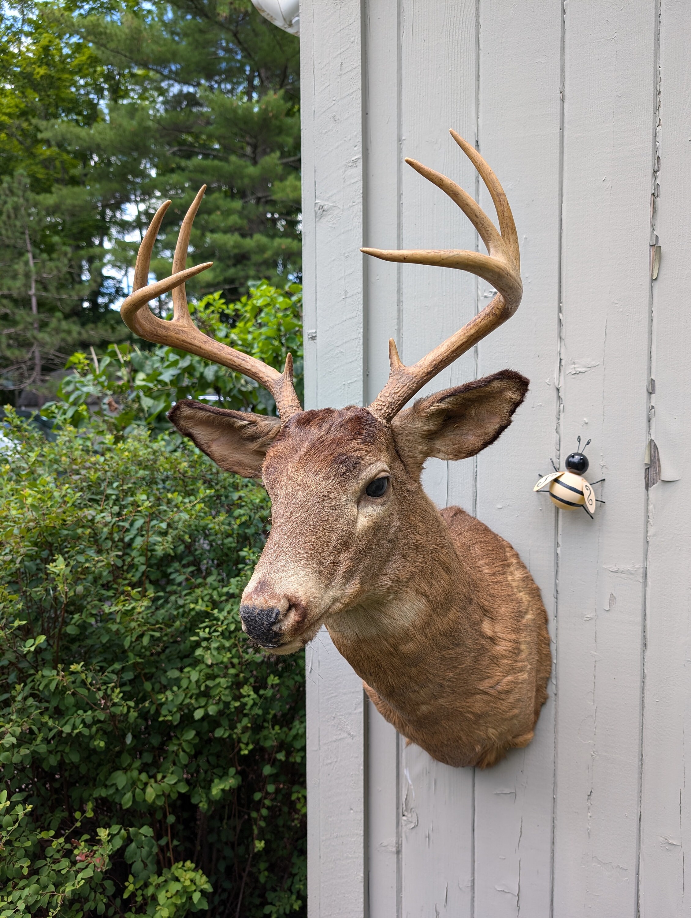 Vintage Taxidermy Alaskan Sitka Blacktail Deer Head. - Etsy