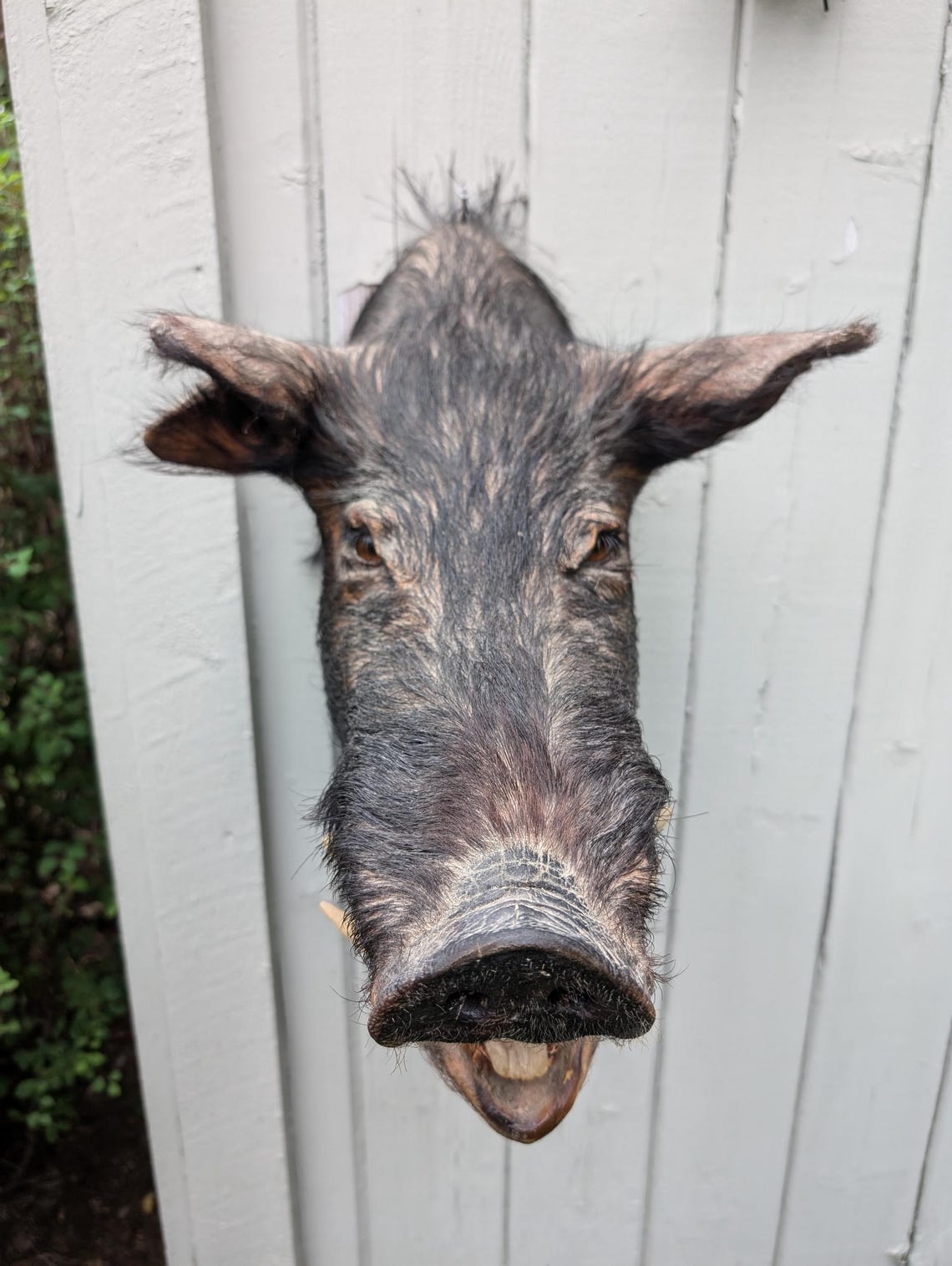 Vintage Taxidermy Wild Boar Head. - Etsy