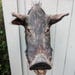Vintage Taxidermy Wild Boar Head. - Etsy