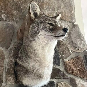 Vintage Taxidermy Coyote Head Mount - Etsy