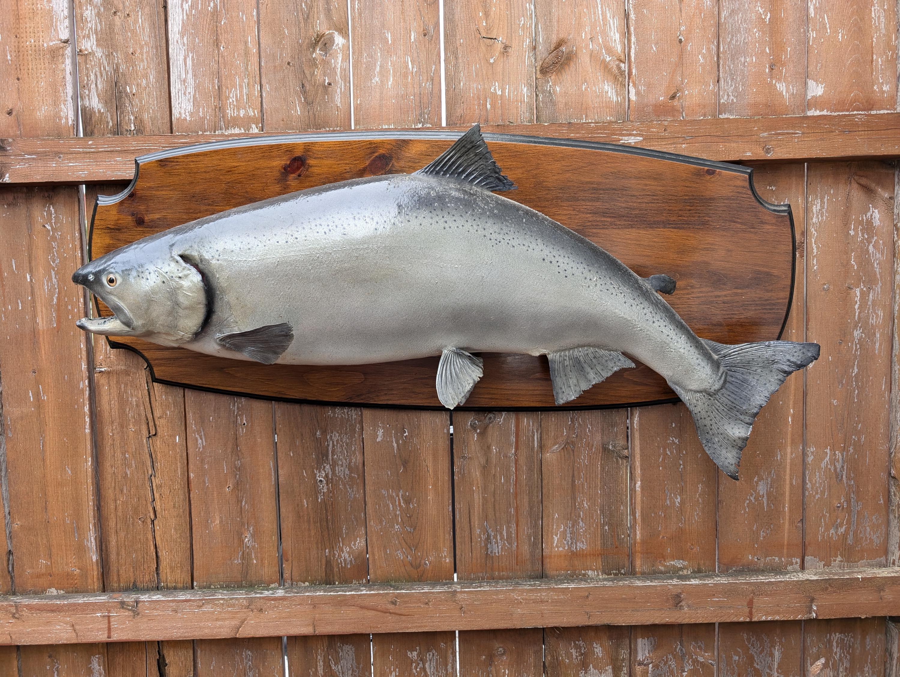 Vintage Taxidermy Large Chinook King Salmon Fish on a Wood Plaque Real ...