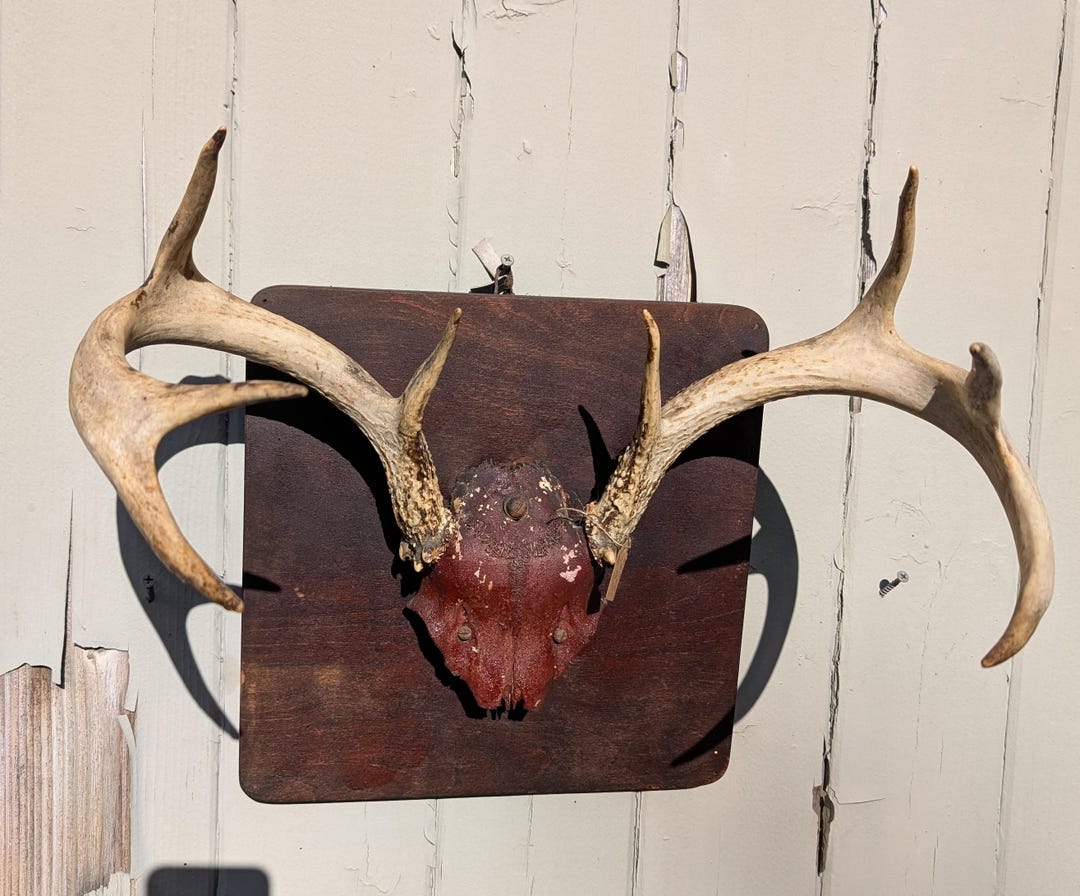 Vintage Mounted Deer Antlers. - Etsy