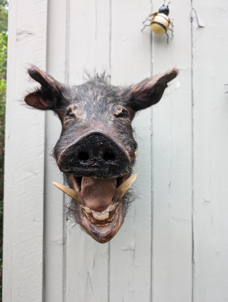 Vintage Taxidermy Wild Boar Head. - Etsy