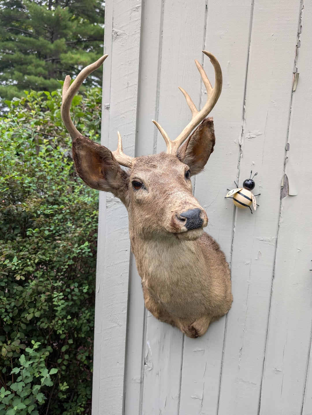Vintage Taxidermy Whitetail Deer Head. - Etsy