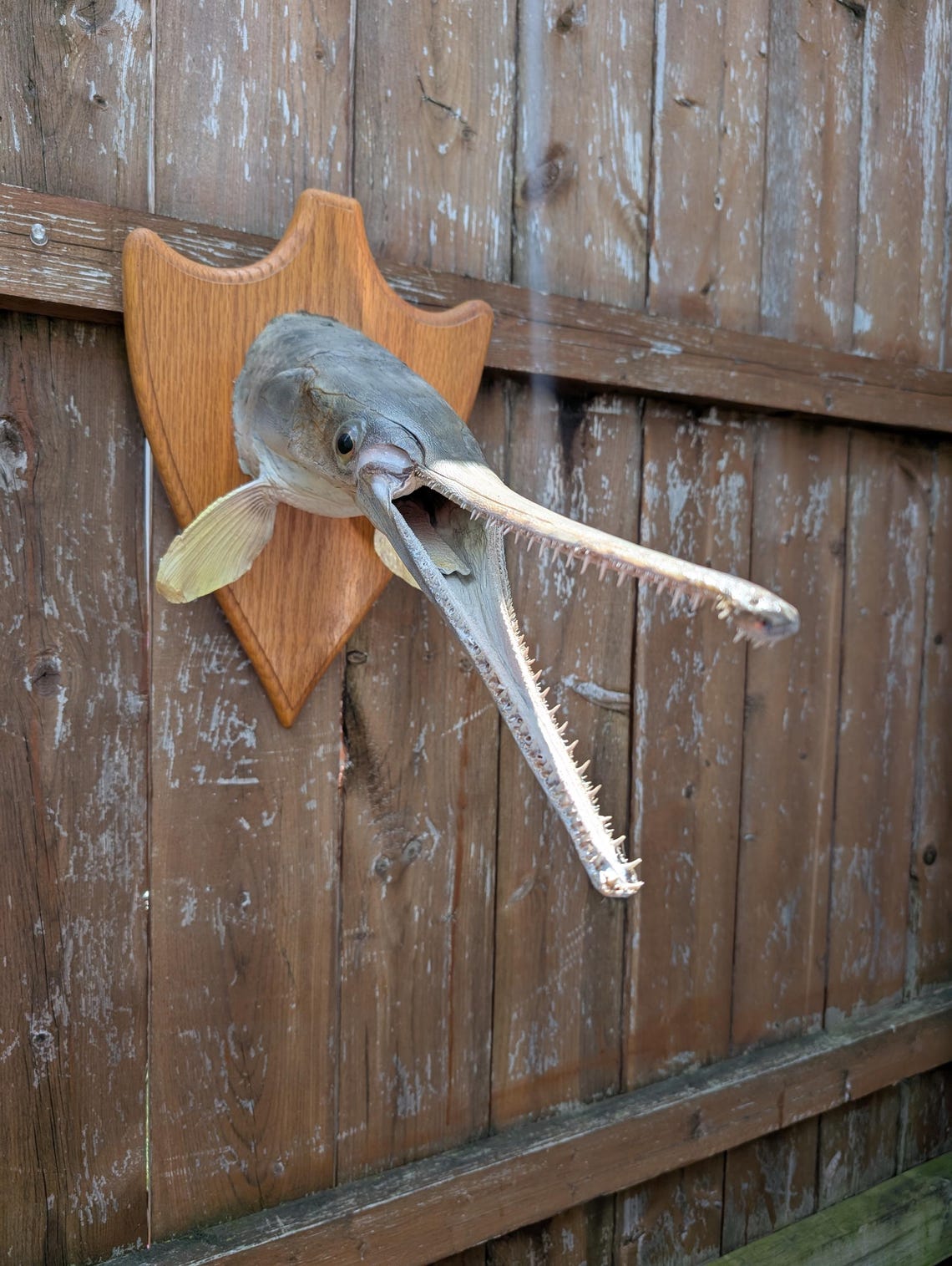 Vintage Taxidermy Alligator Gar Fish Head Real Skin Mount on a Wood ...