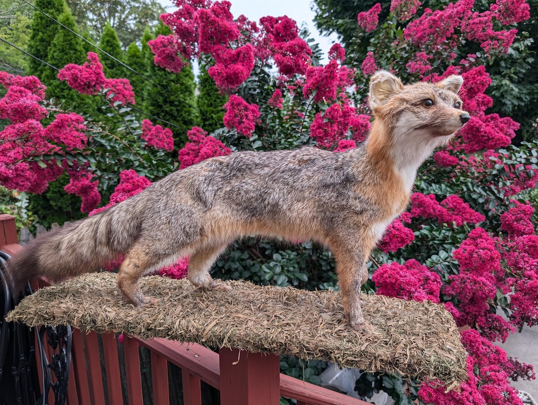 Vintage Taxidermy Red Fox Full Body Mount - Etsy