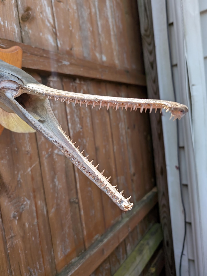 Vintage Taxidermy Alligator Gar Fish Head Real Skin Mount on a Wood ...