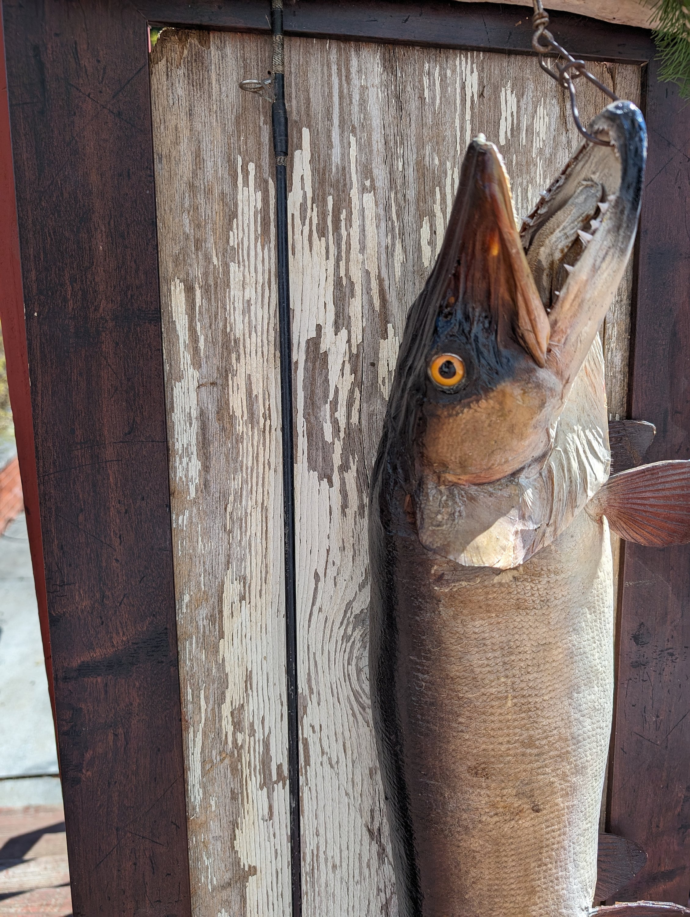 Vintage Taxidermy Muskie Fish on Wood Plaque 34" Real Skin Mount - Etsy