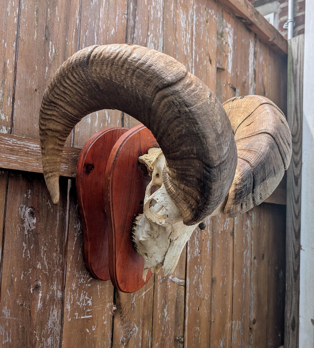 Antique Taxidermy Bighorn Sheep Skull With Horns Mounted on A Wood ...