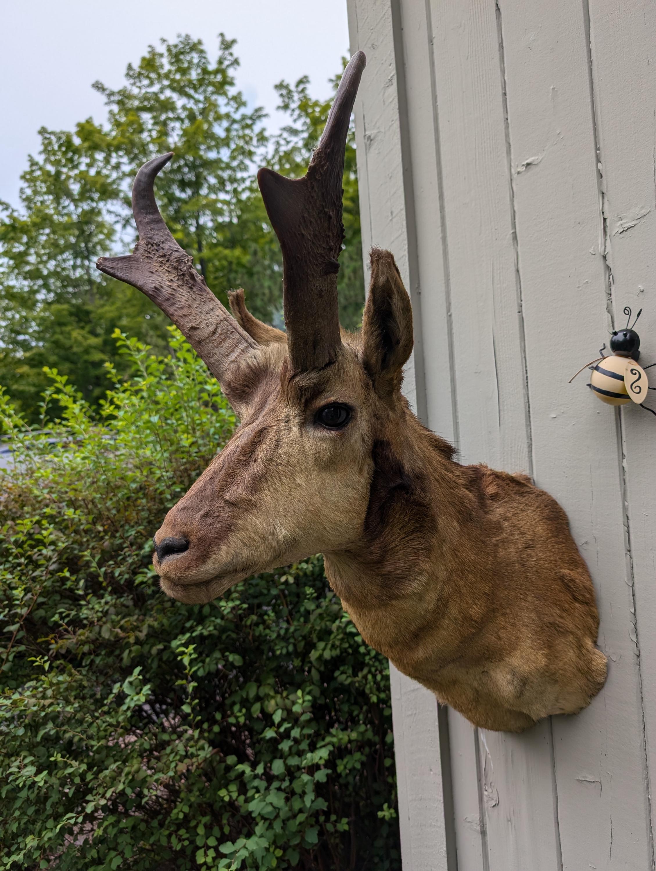 Vintage Taxidermy Pronghorn American Antelope Head. - Etsy