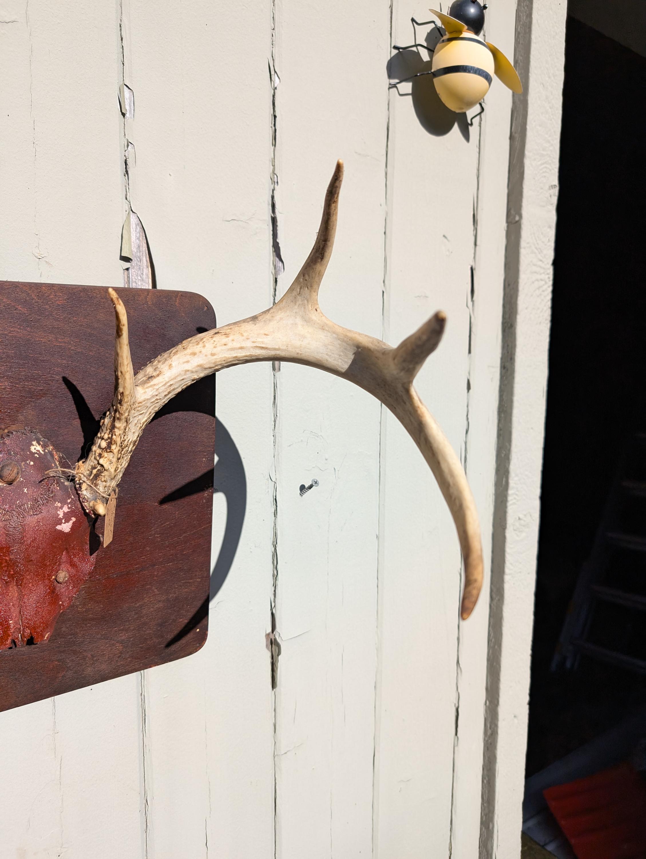 Vintage Mounted Deer Antlers. - Etsy