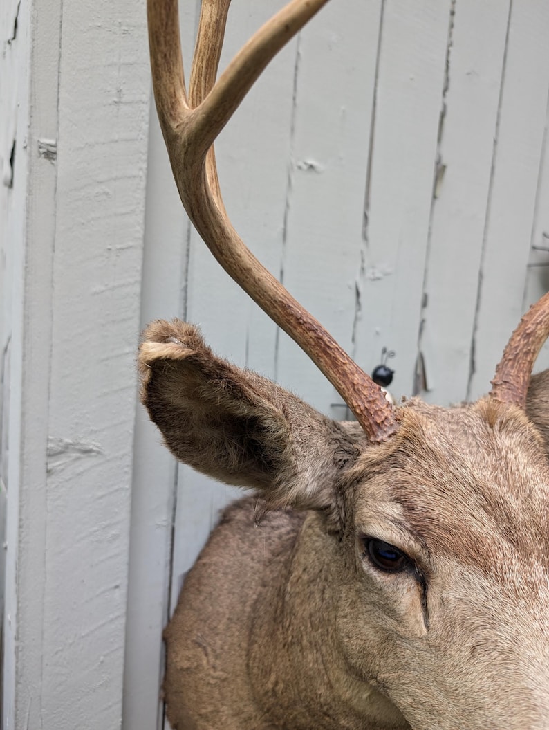 Vintage Taxidermy Whitetail Deer Head. - Etsy