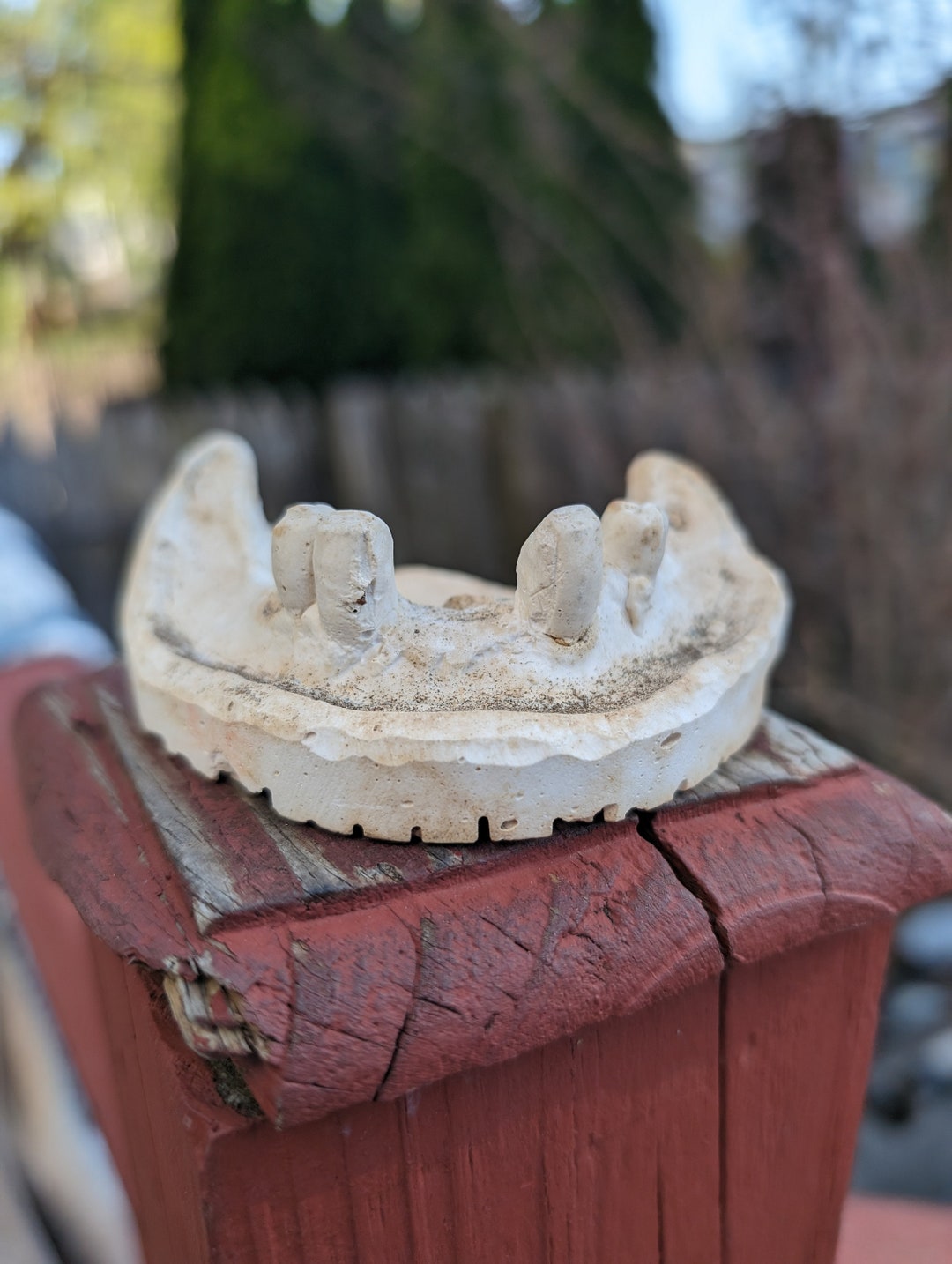 Vintage Dental Teeth Cast Medical Oddity. Dentist Tooth Impression Mold ...