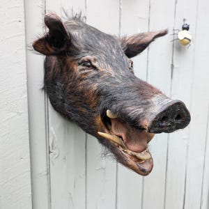 Vintage Taxidermy Wild Boar Head. - Etsy