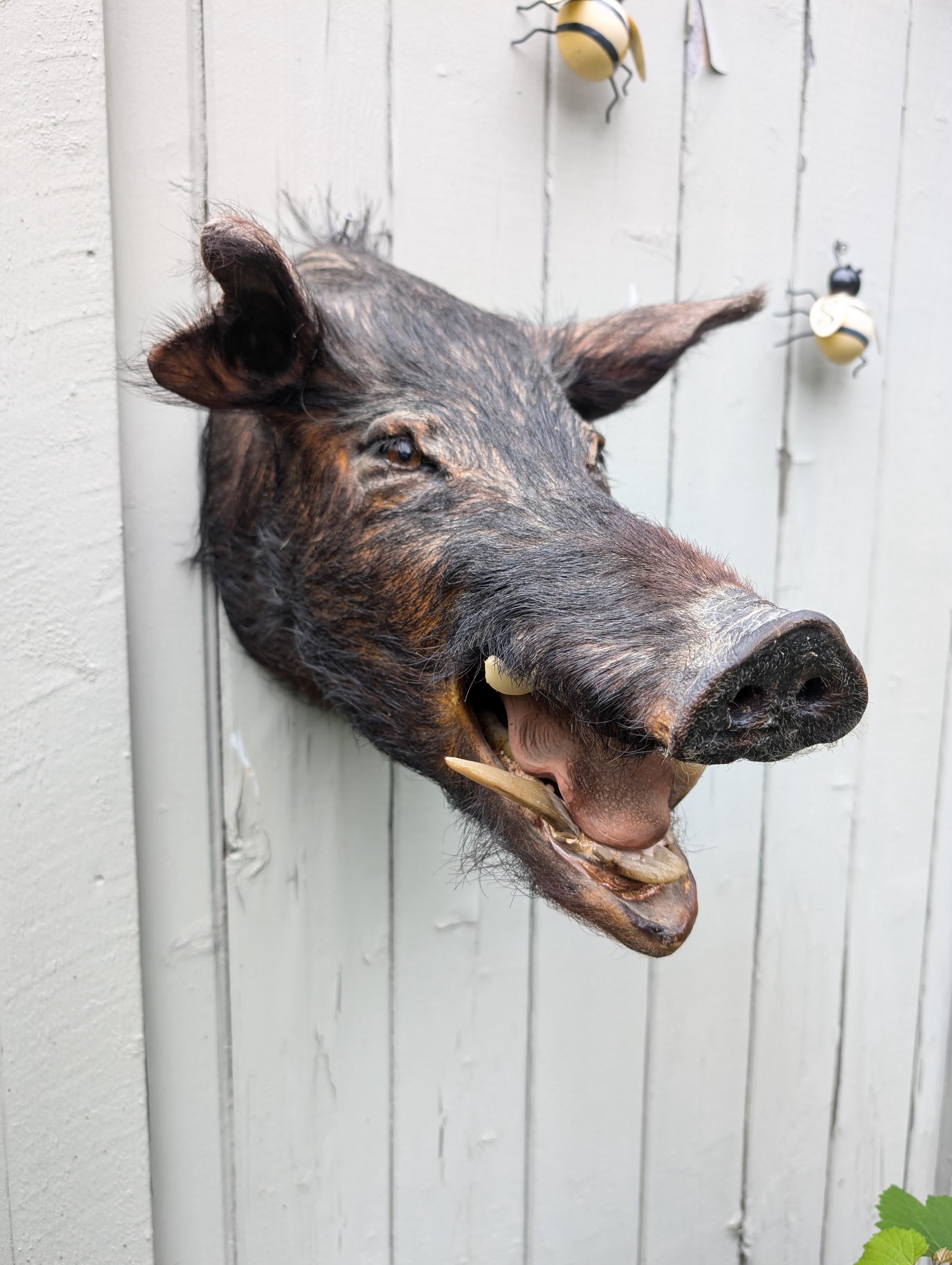 Vintage Taxidermy Wild Boar Head. - Etsy
